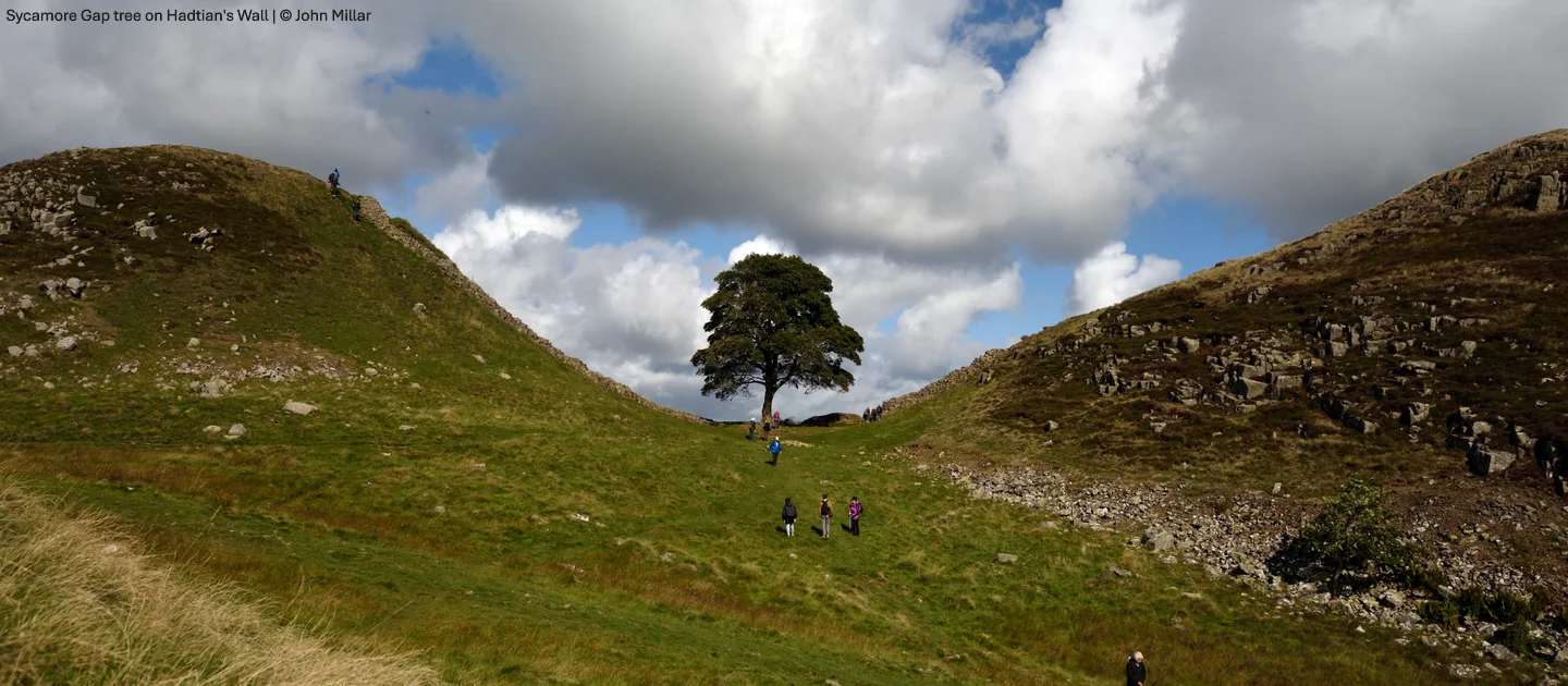 Sycamore Gap Tree